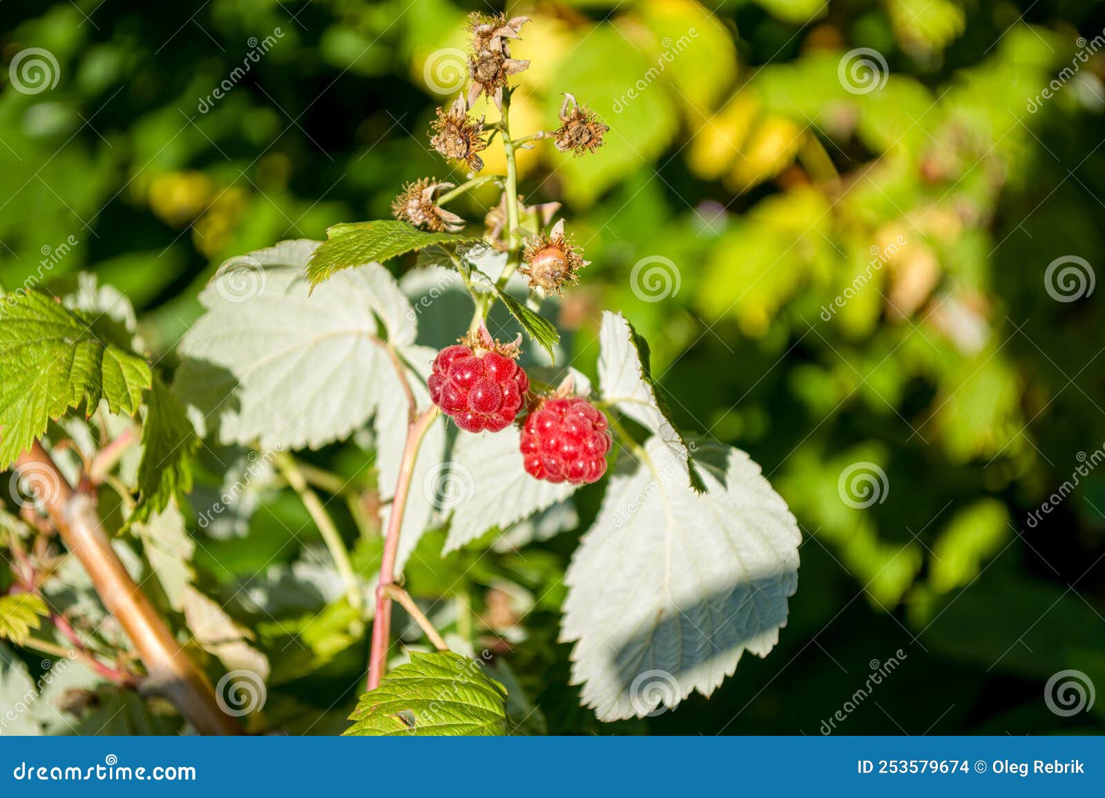 Wild Red Raspberry in the Forest Stock Photo - Image of fruit, closeup ...