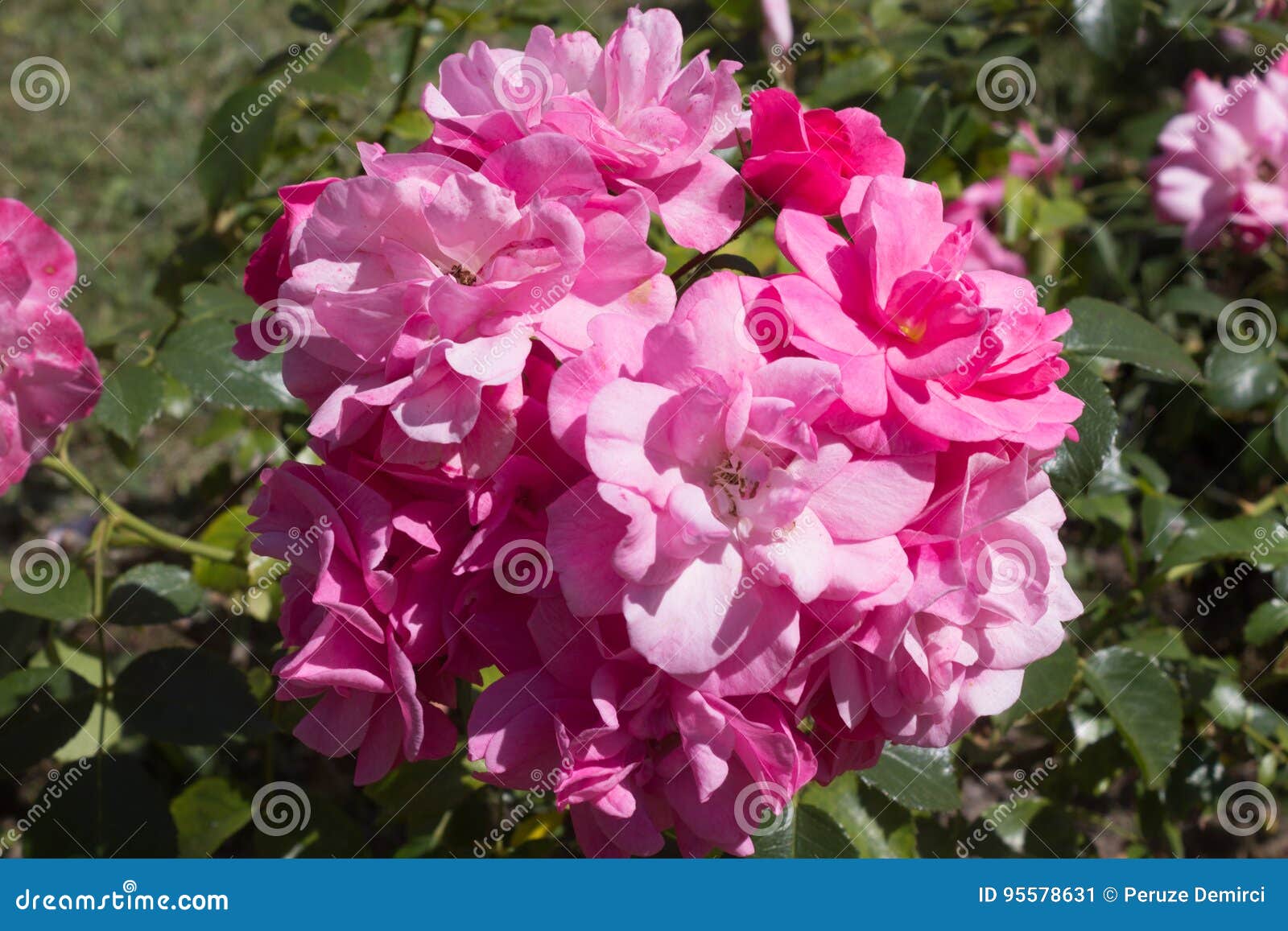 Wild red rose stock image. Image of nature, aroma, flora - 95578631