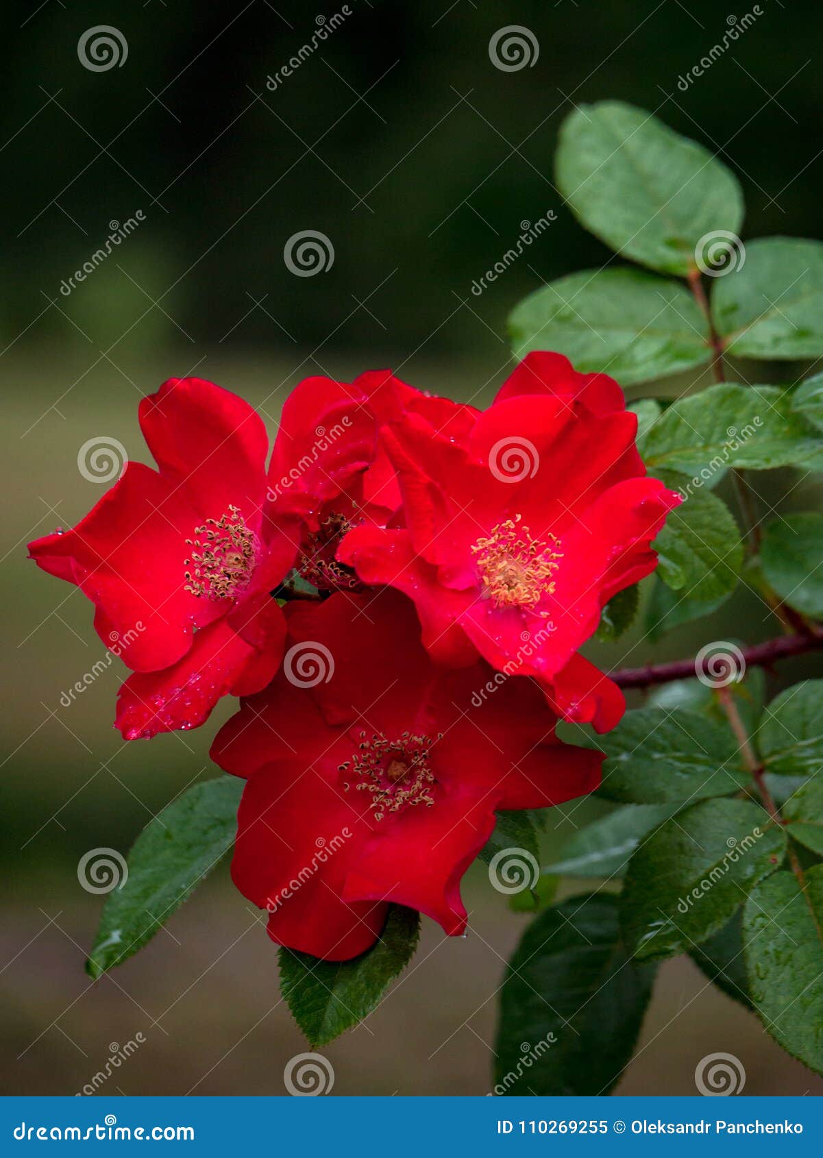 Wild red rose bush stock image. Image of garden, hedge - 110269255