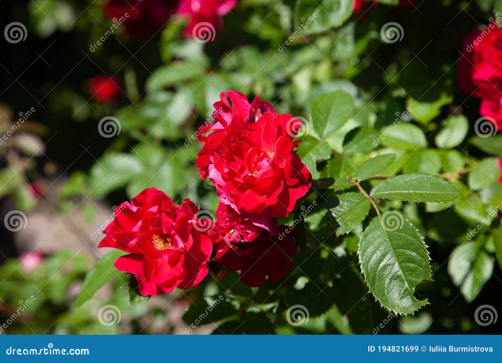 Wild Red Rose Bush in the Garden, Blooming Stock Image - Image of wild ...