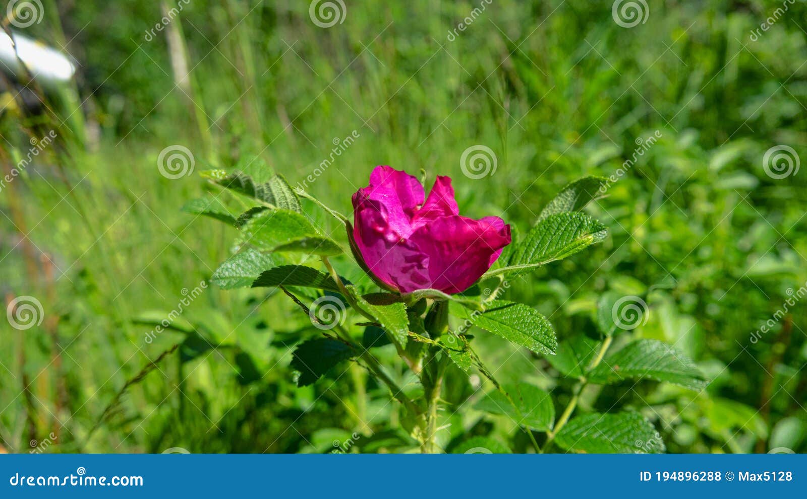 Wild Red Rose in the Forest Stock Photo - Image of pink, branch: 194896288