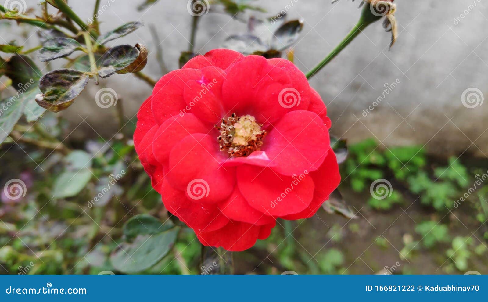 Wild red rose stock photo. Image of rose, wild, pollen - 166821222