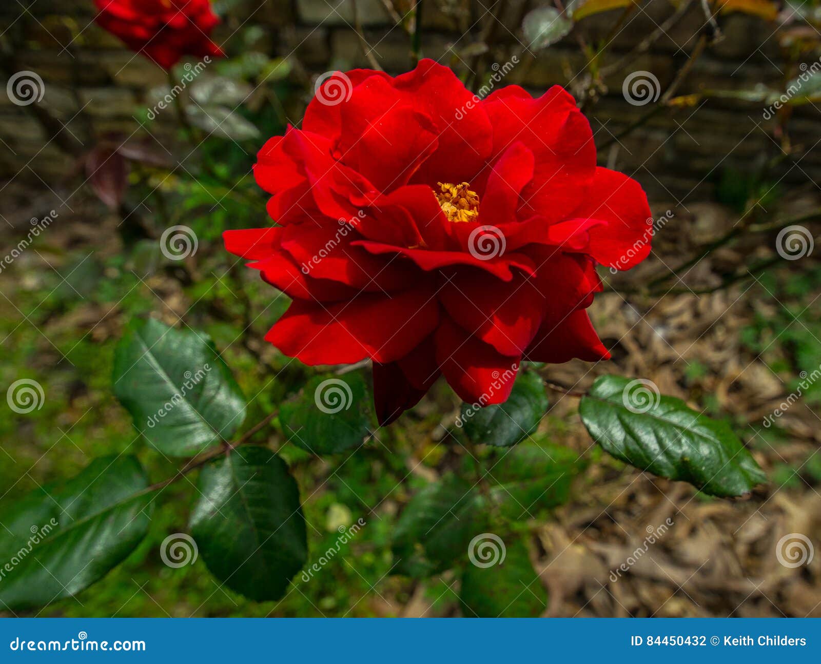 Wild Red Rose stock photo. Image of green, leaves, yellow - 84450432