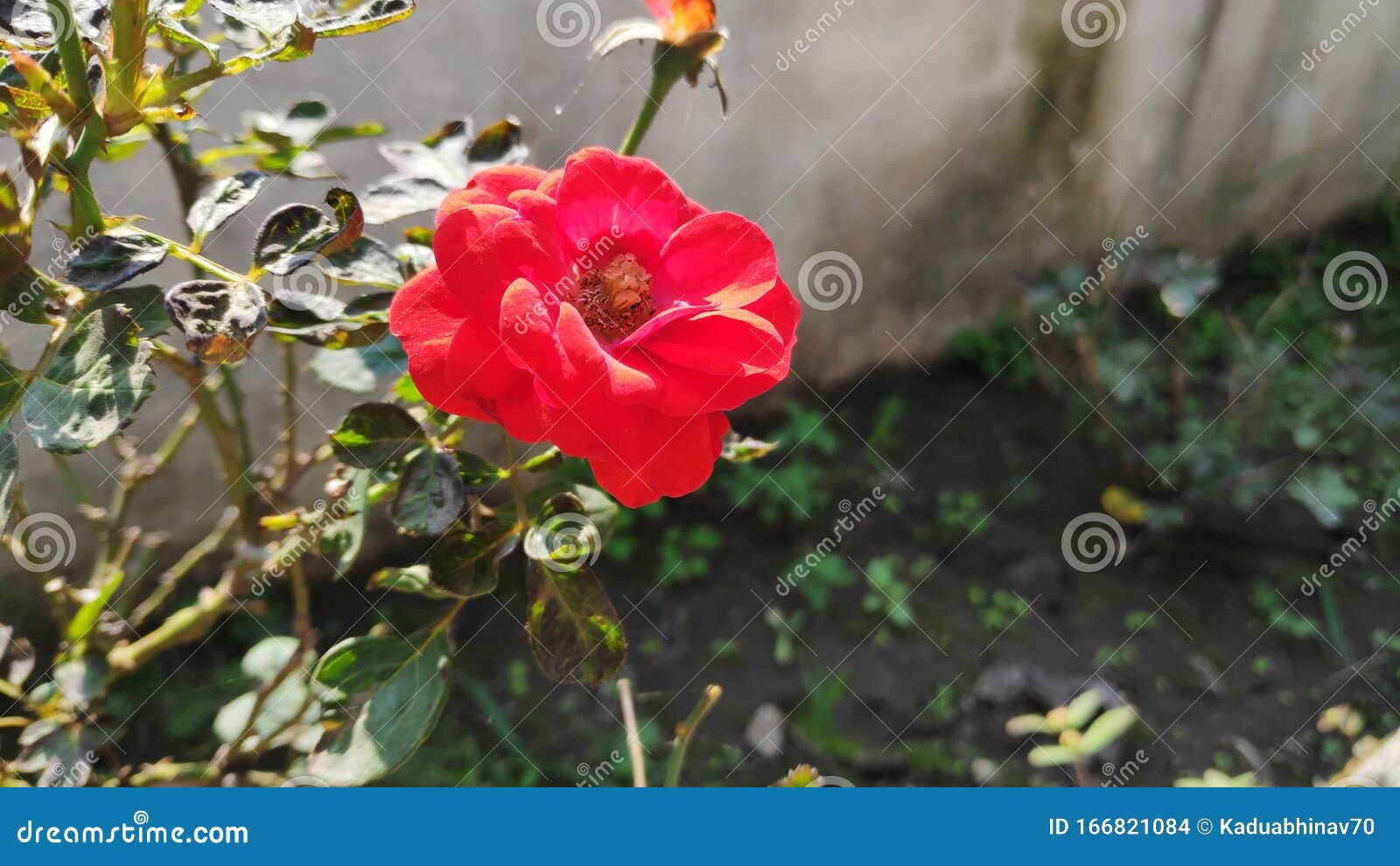 Wild red rose stock photo. Image of nature, garden, tiny - 166821084