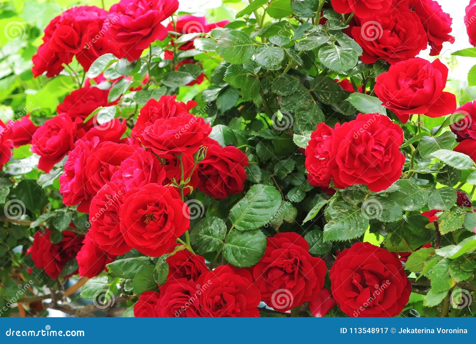 Wild red roses stock image. Image of botanical, leaf - 113548917