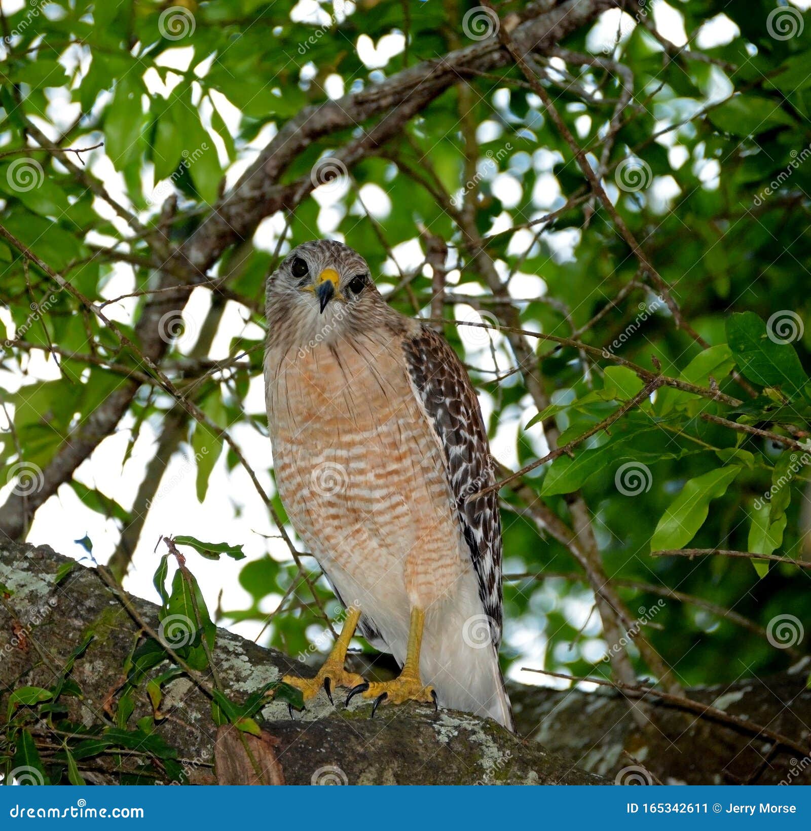 Wild Red Shoulder Hawk Looking at Camera Stock Image - Image of bird ...