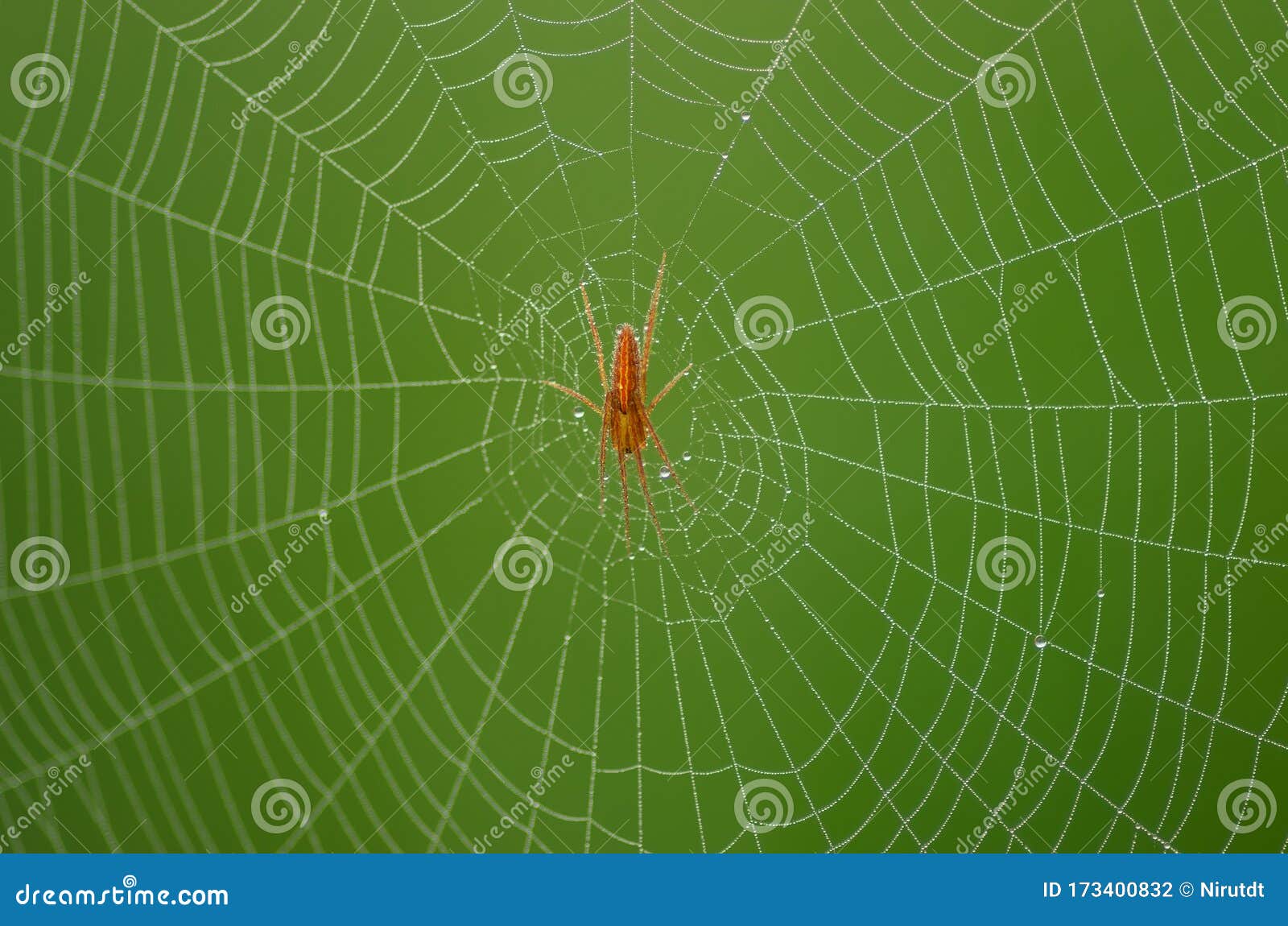 Wild red spider stock photo. Image of wildlife, green - 173400832