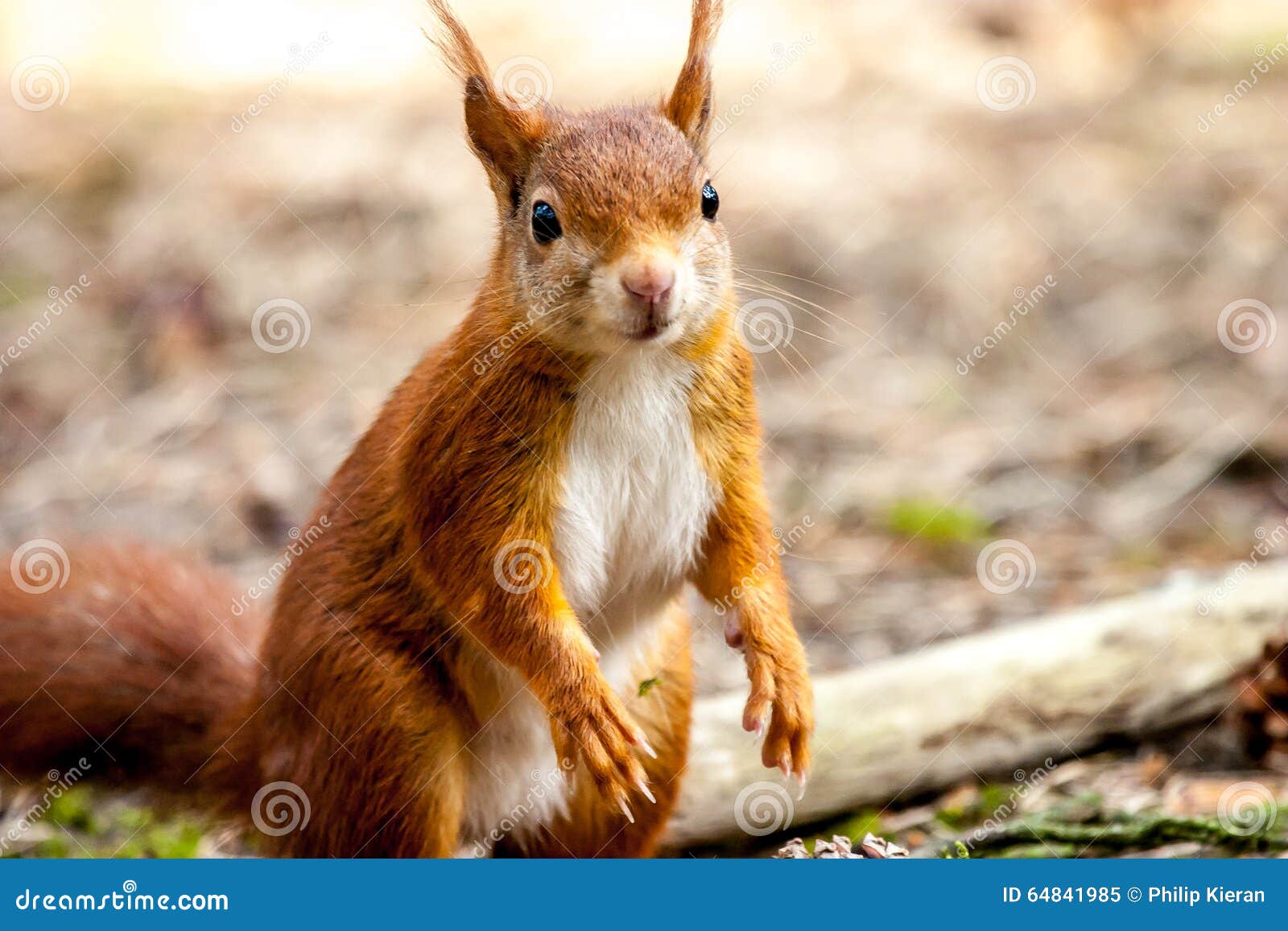 Wild Red Squirrel Formby England Stock Image - Image of looking, funny ...