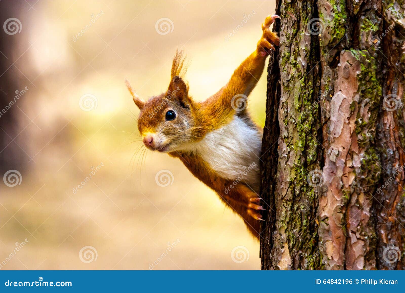 Wild Red Squirrel Formby England Stock Photo - Image of animals, autumn ...
