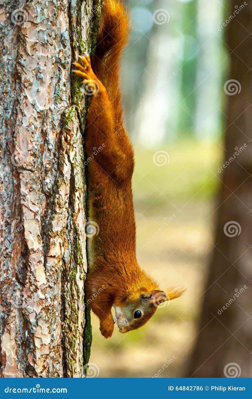 Wild Red Squirrel Formby England Stock Photo - Image of england, formby ...