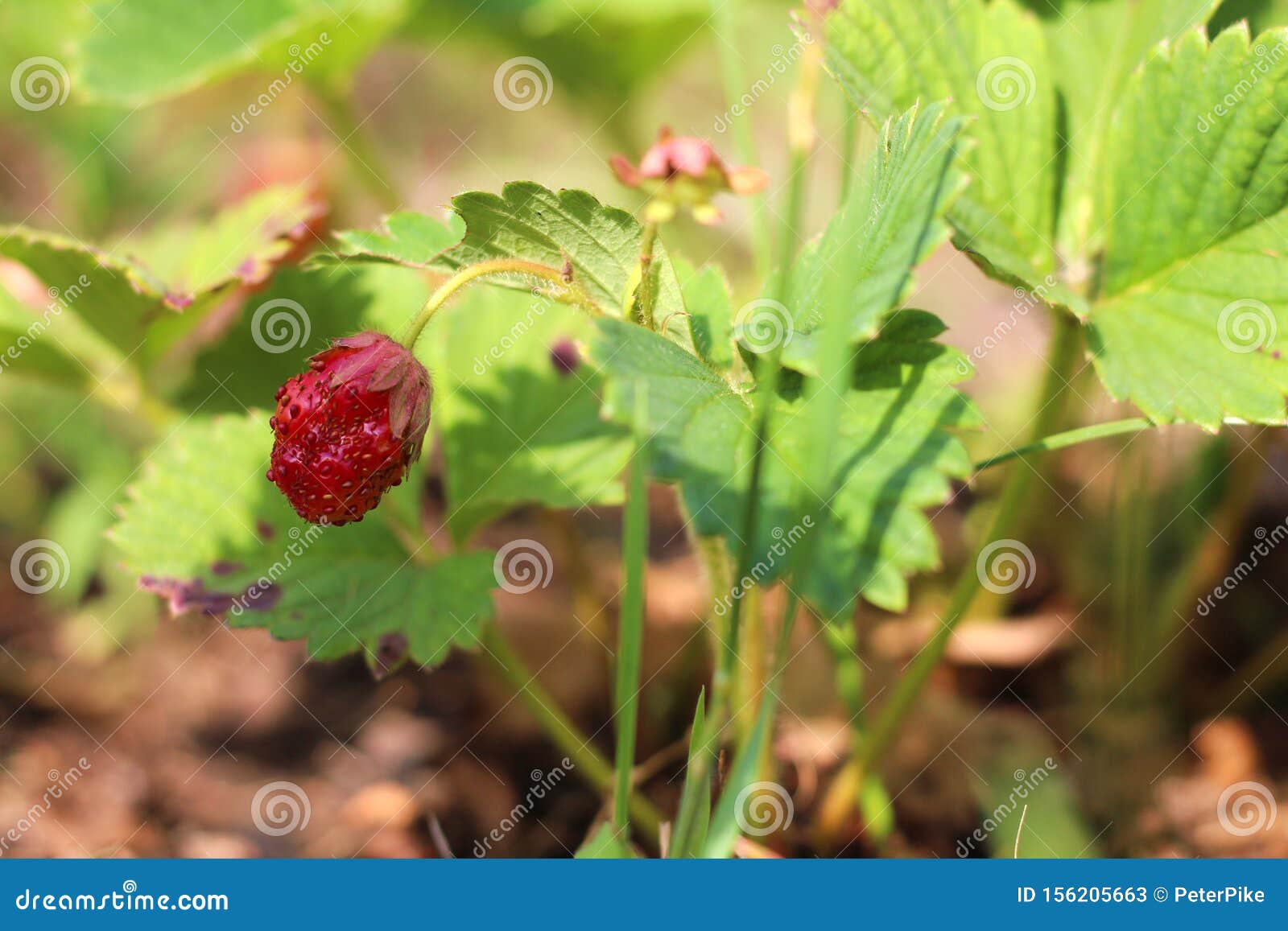 Wild Red Strawberries Growing in the Forest Stock Image - Image of ...