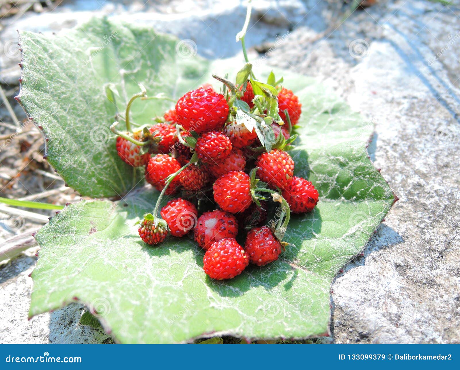 Wild Red Strawberries. Natural Strawberries. . Stock Image - Image of ...