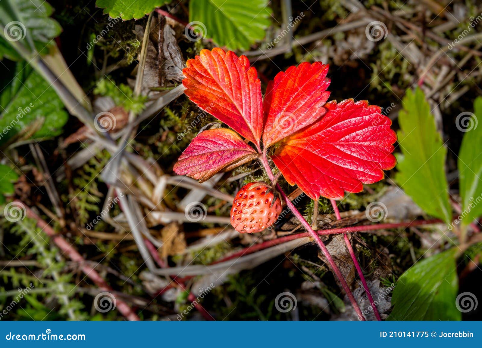 Wild strawberry in Alaska stock image. Image of leafs - 210141775