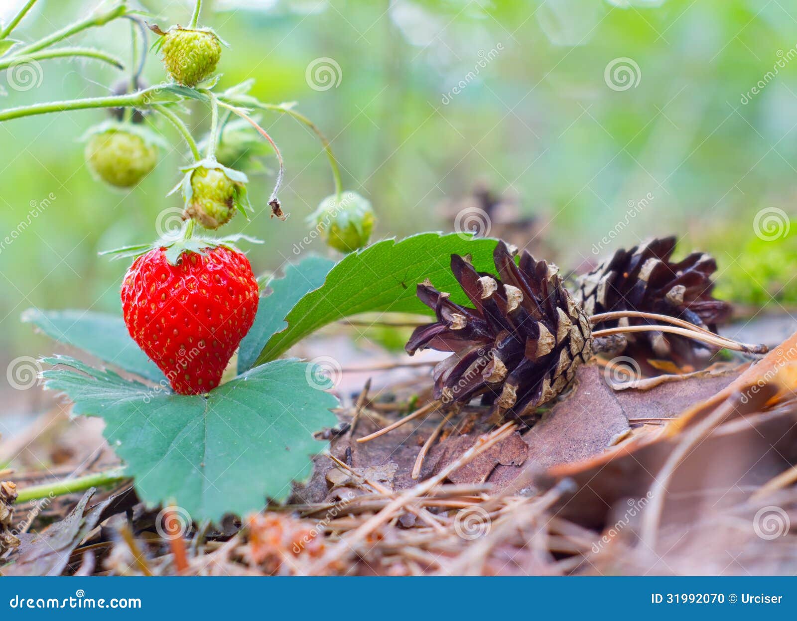 Wild red strawberry stock photo. Image of strawberry - 31992070