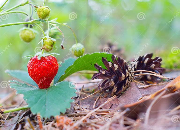 Wild red strawberry stock photo. Image of strawberry - 31992070