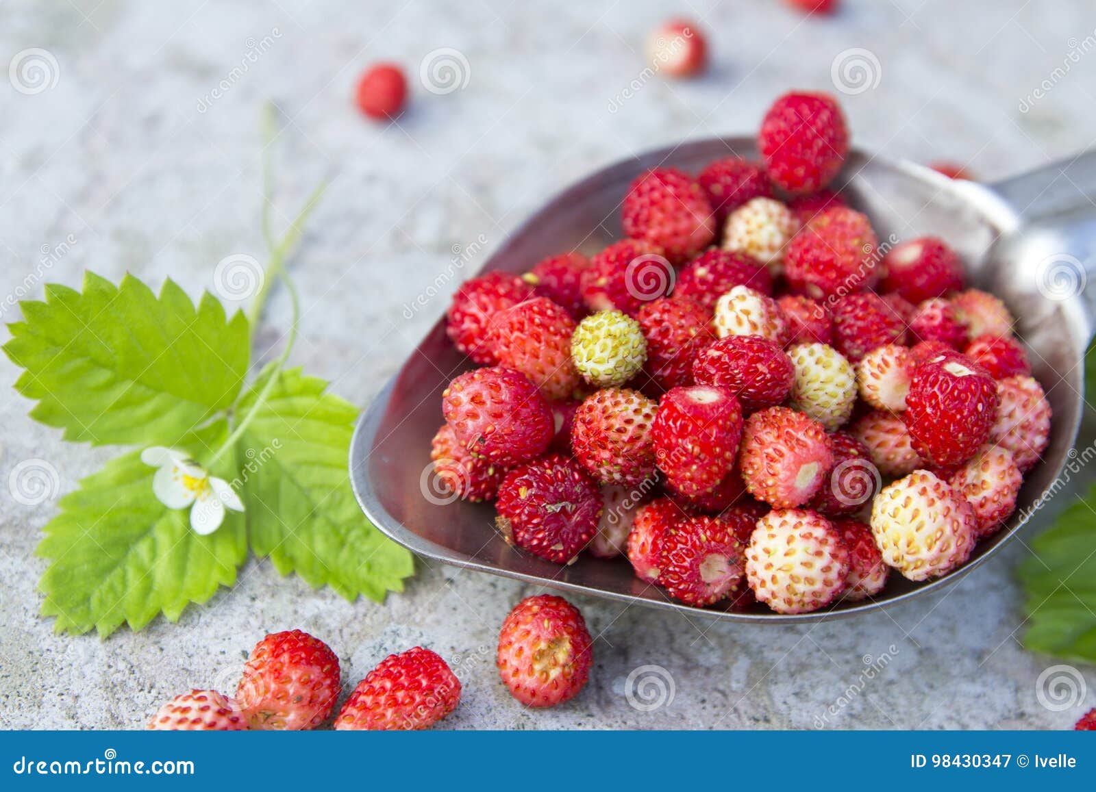 Wild Red Strawberry in the Spoon Stock Image - Image of eating, fruit ...