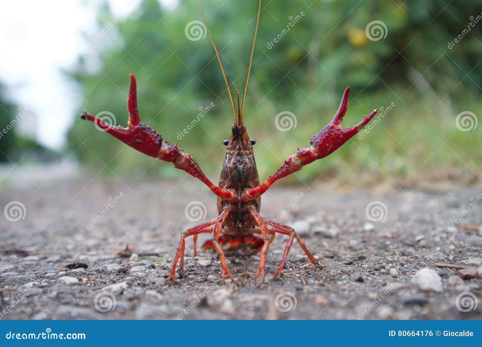 Wild Red Swamp Crawfish Attacks! Stock Photo - Image of horizontal ...