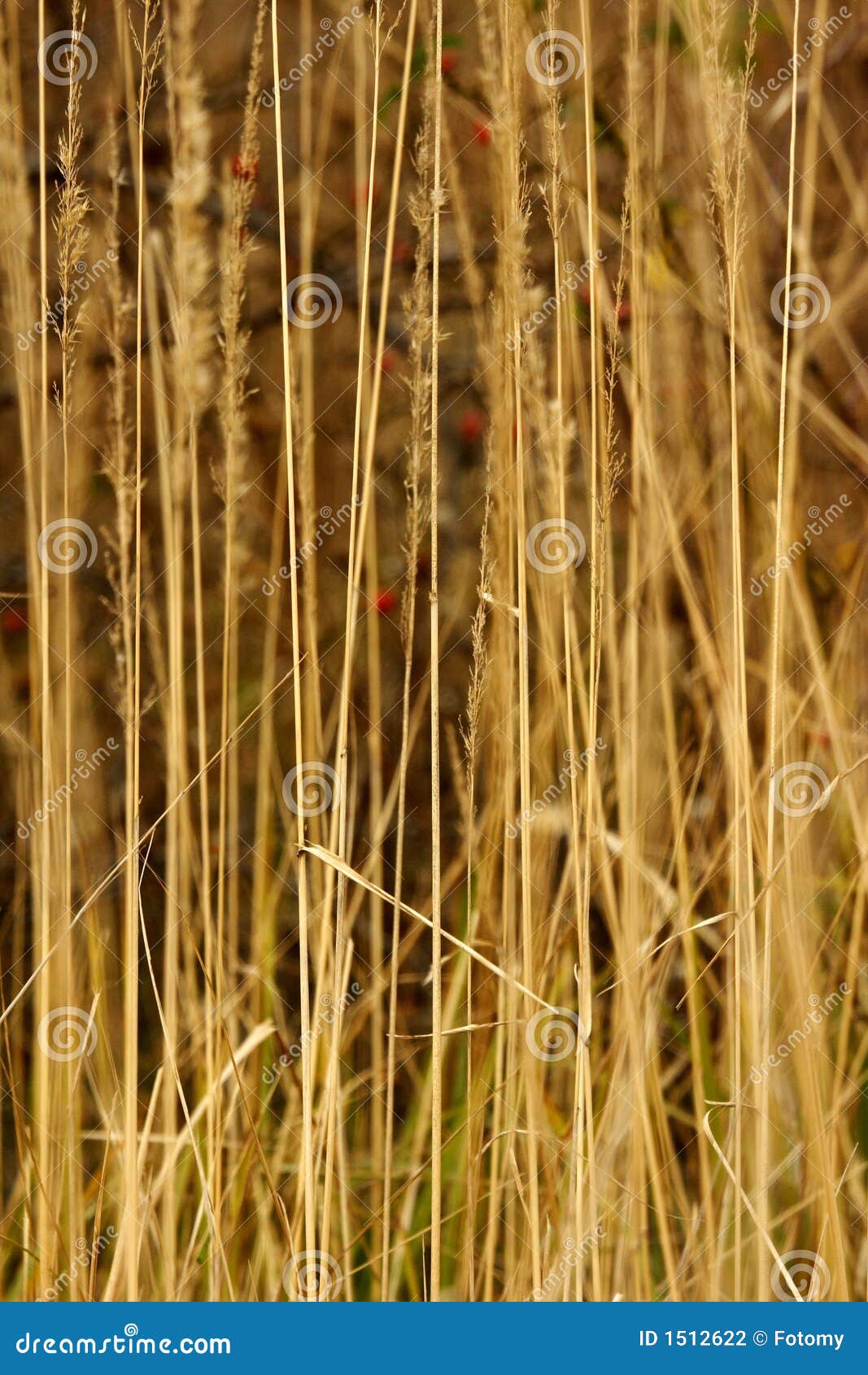 Wild reed grass stock photo. Image of growth, meadow, agriculture - 1512622