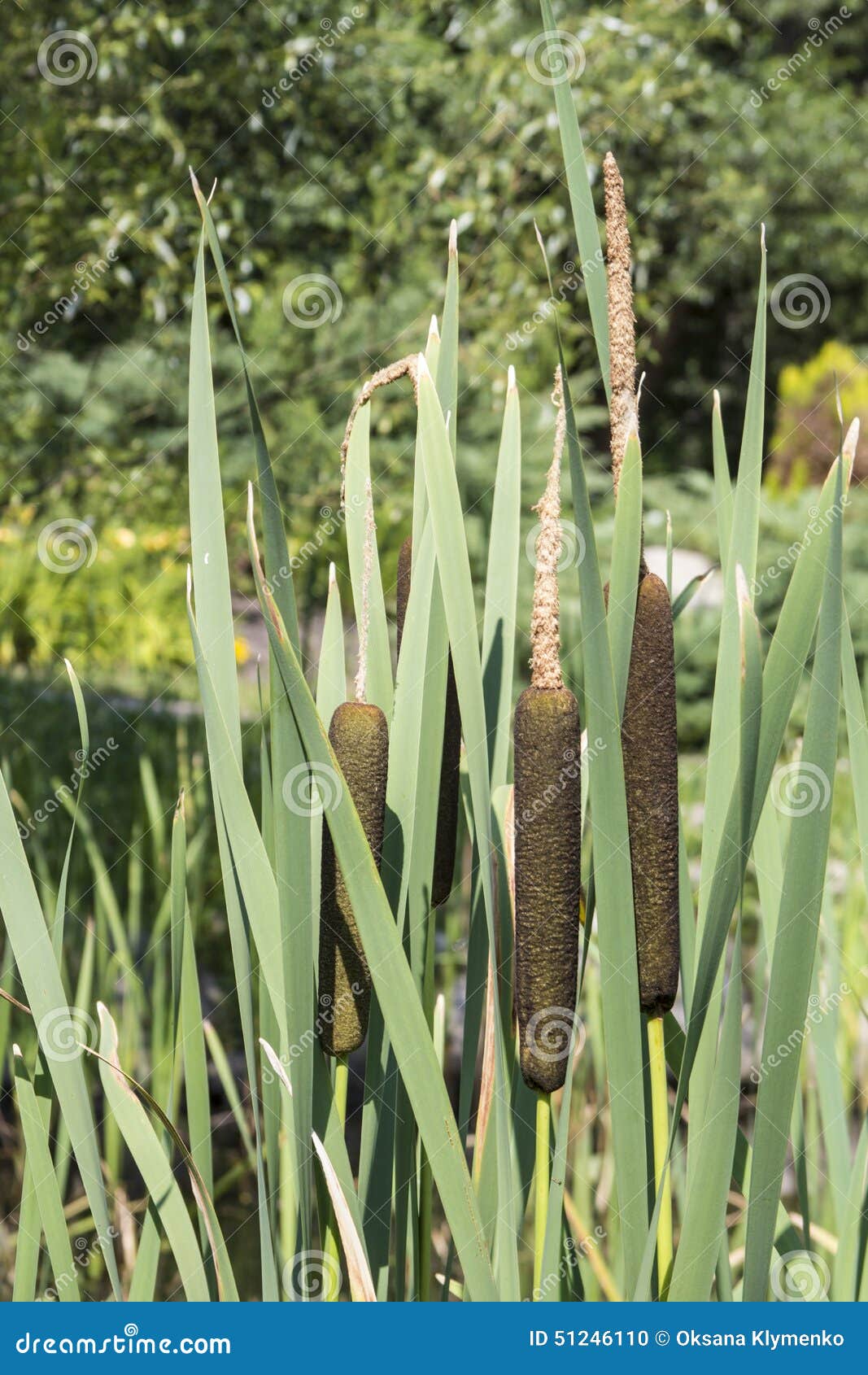 Wild reeds stock photo. Image of green, reeds, lake, summer - 51246110