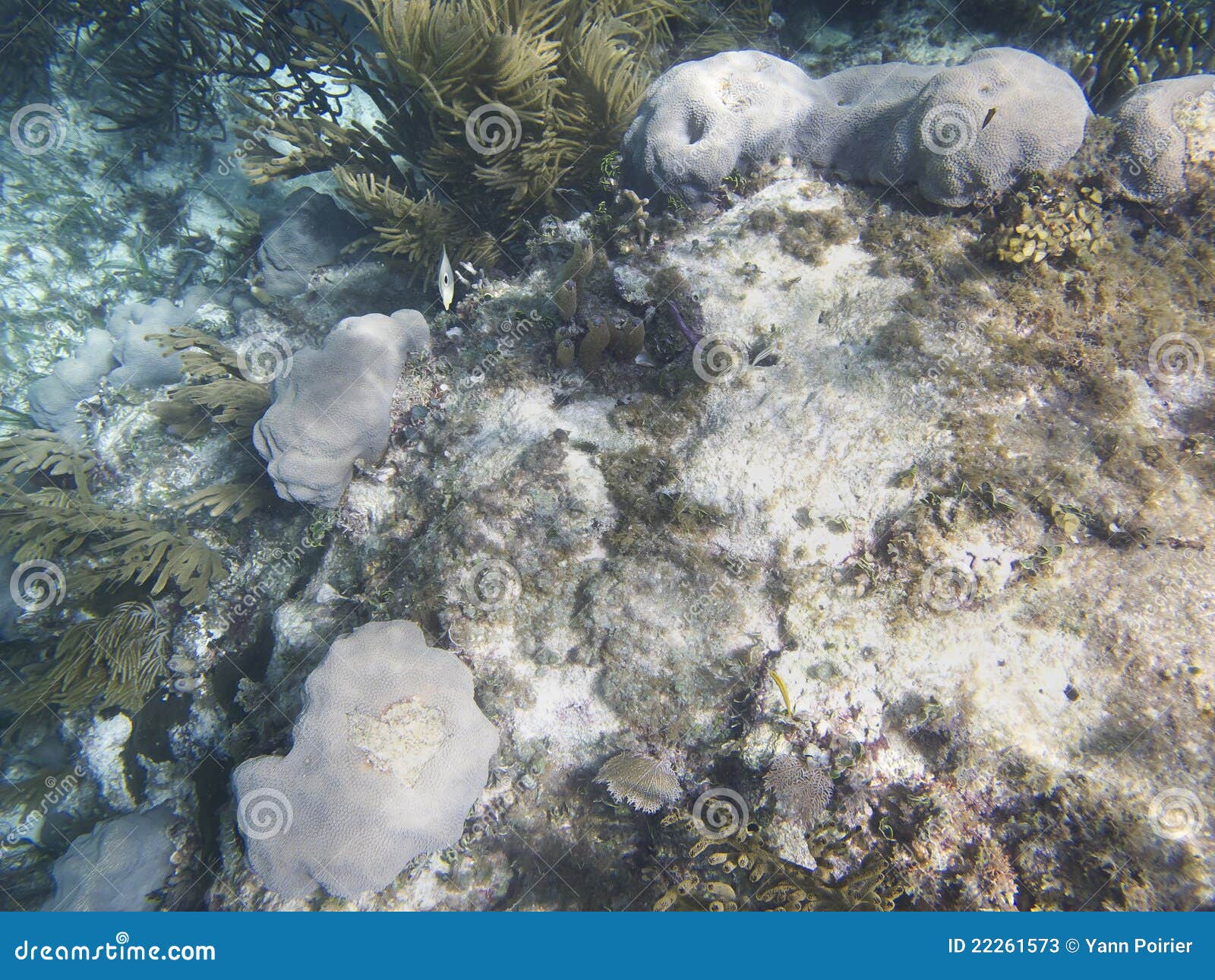 Wild reef stock image. Image of deep, diver, aquatic - 22261573