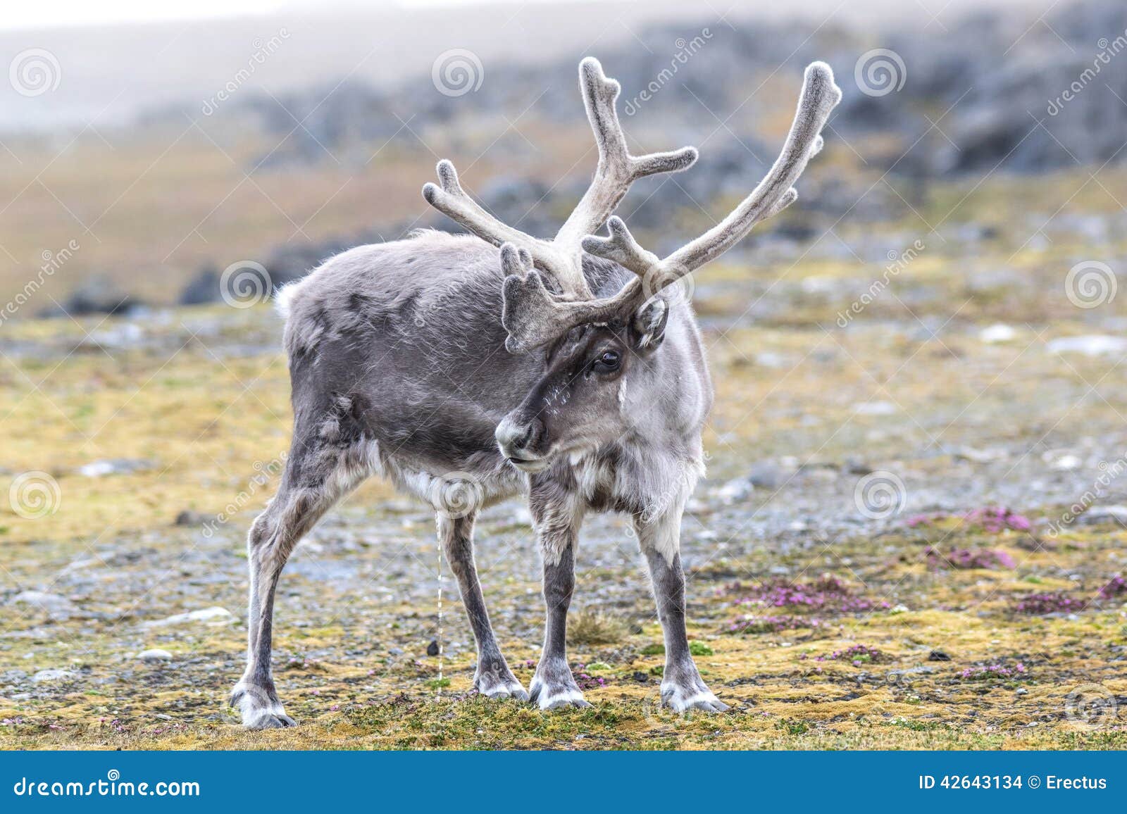 Wild reindeer stock photo. Image of polar, horn, portrait - 42643134