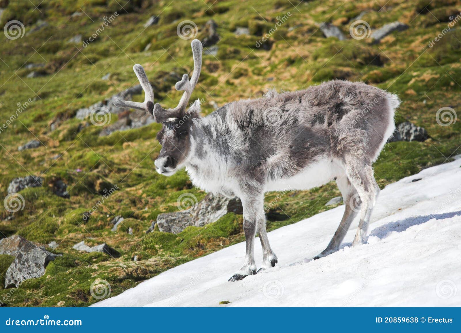 Wild Reindeer in Arctic Tundra - Spitsbergen Stock Photo - Image of ...