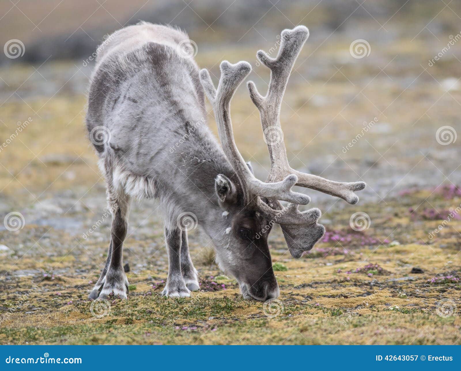 Wild reindeer stock image. Image of arctic, mammal, portrait - 42643057