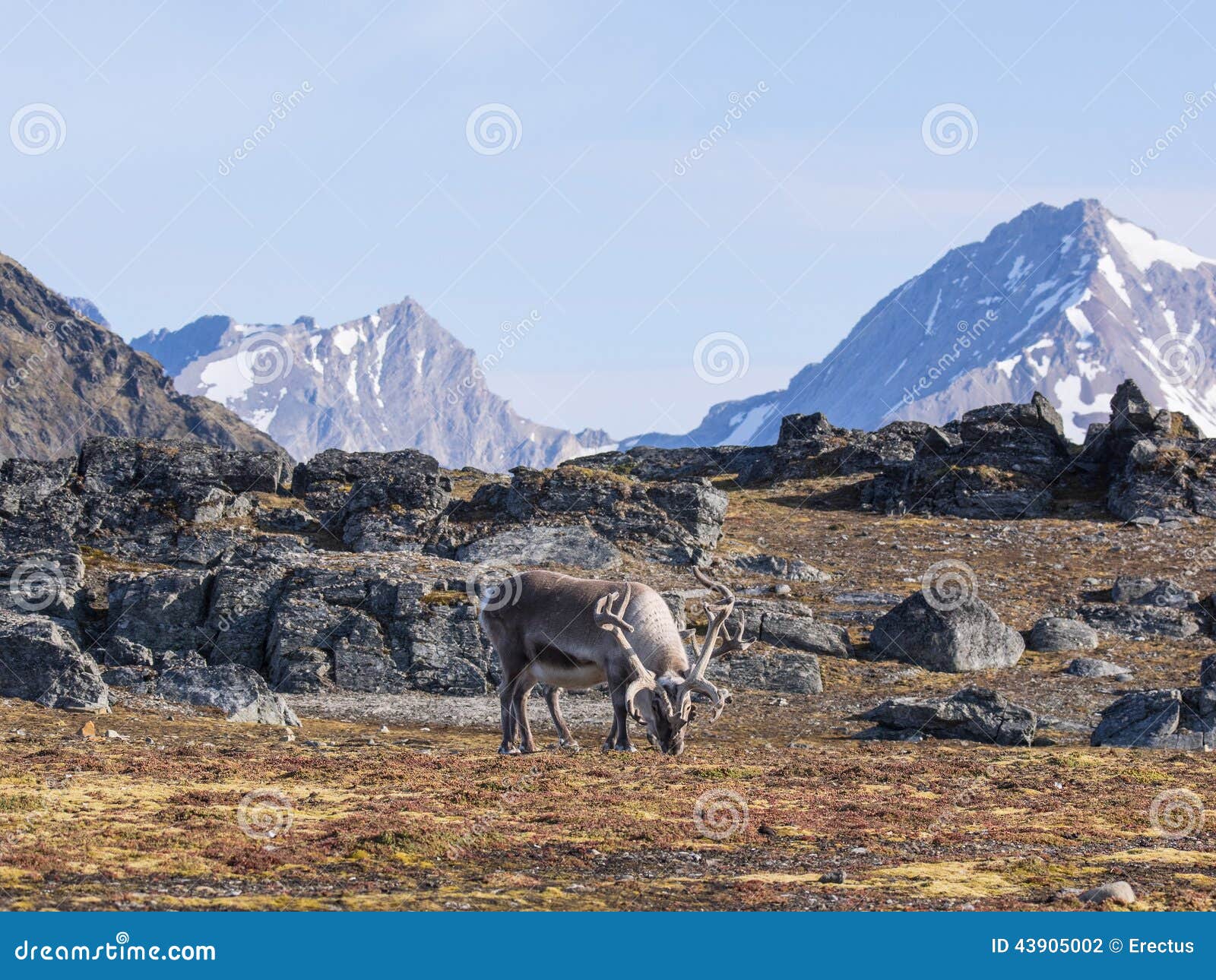 Wild Reindeer at the Front of the Mountains - Arctic, Svalbard Stock ...