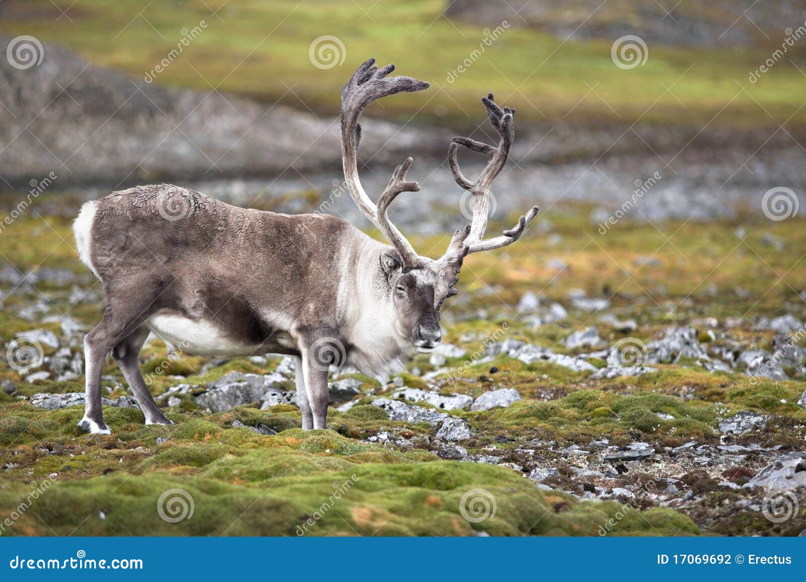 Wild Reindeer in Natural Habitat (Arctic) Stock Photo - Image of travel ...