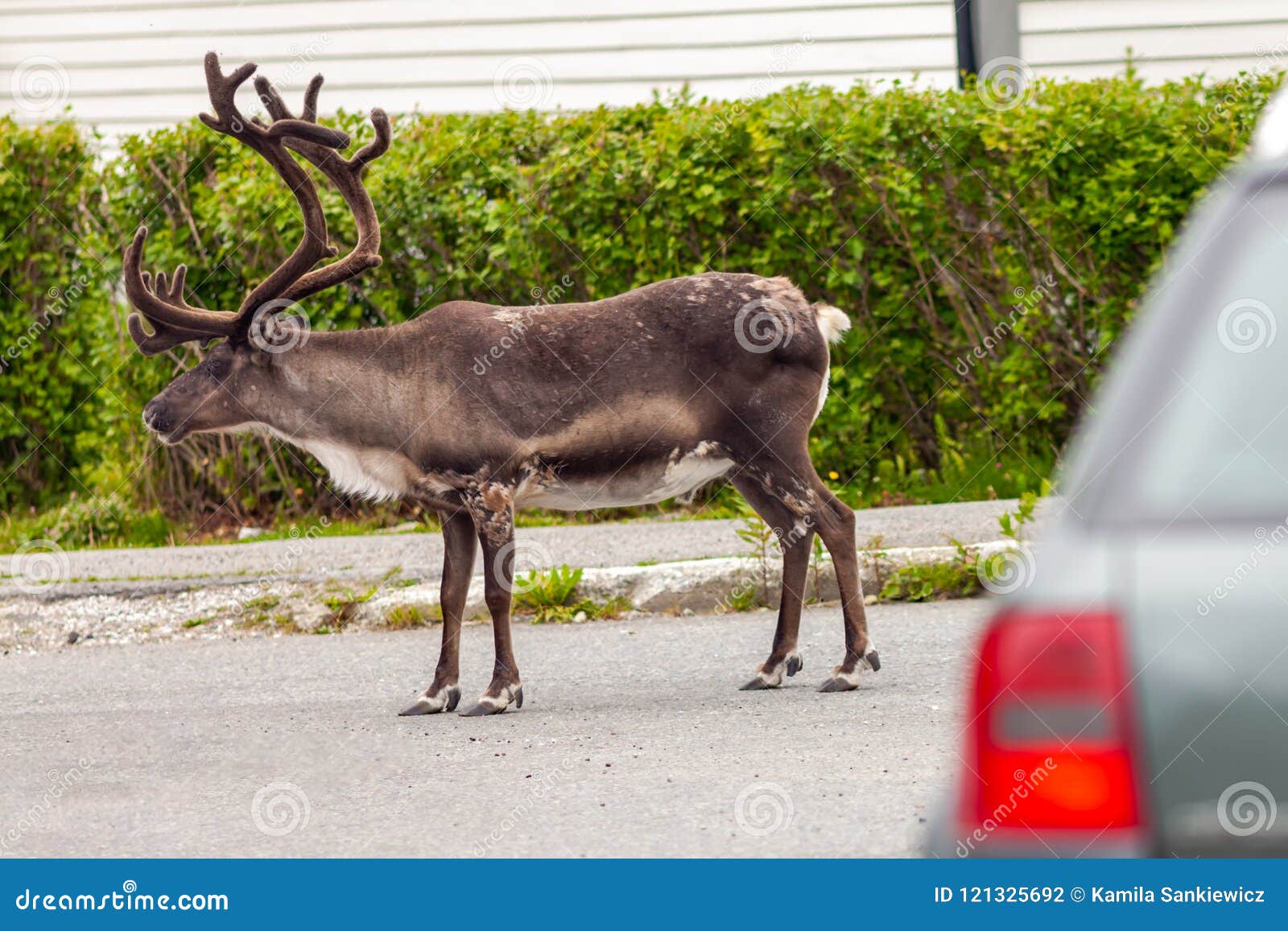 Reindeer on the road stock photo. Image of horn, herd - 121325692