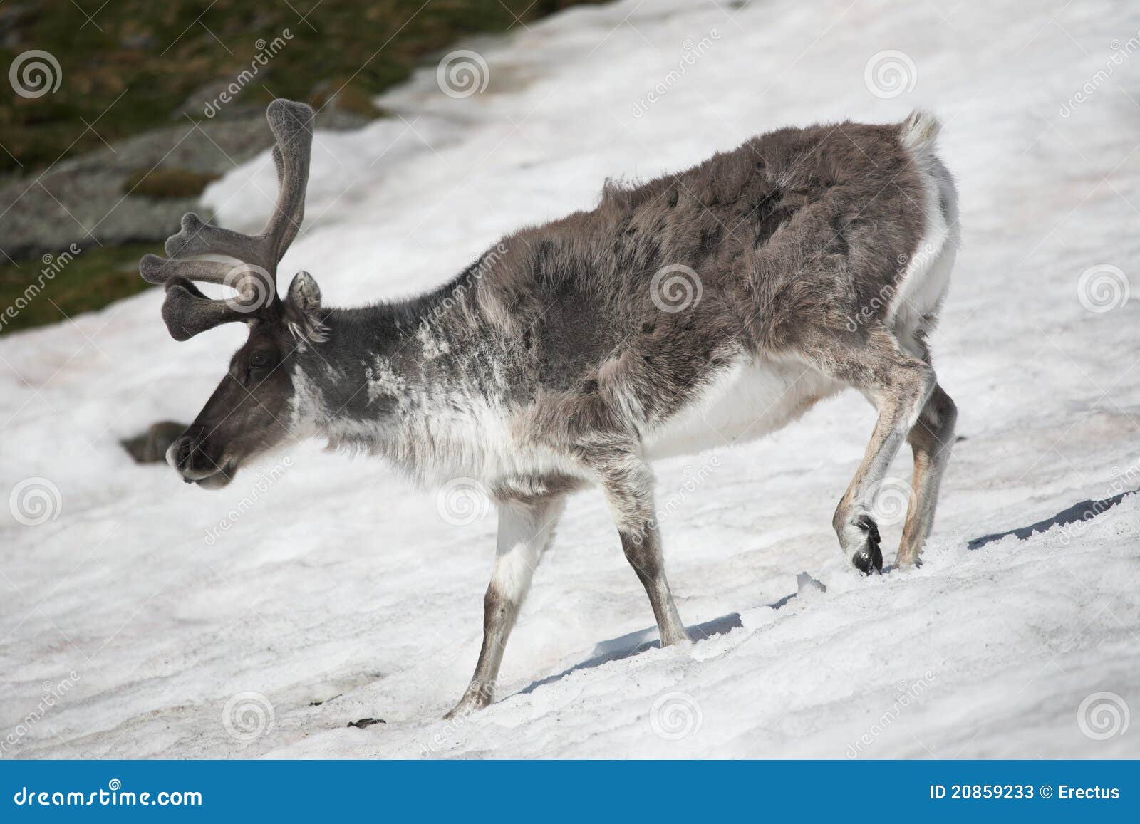 Wild Reindeer on the Snow - Arctic Stock Image - Image of lapland ...