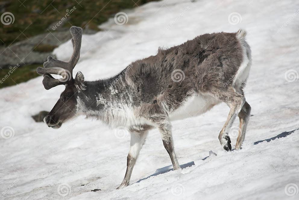 Wild Reindeer on the Snow - Arctic Stock Image - Image of lapland ...