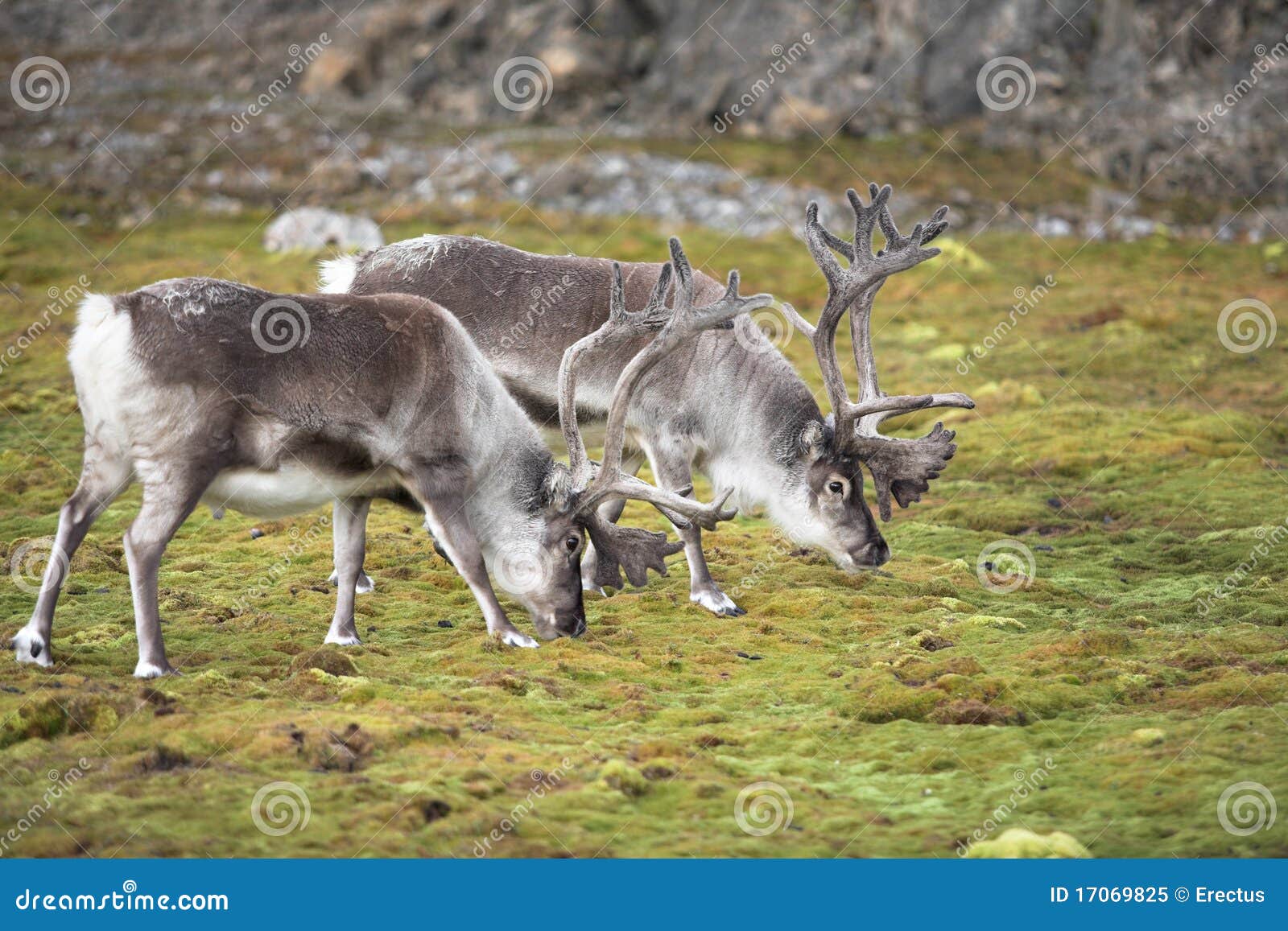 Wild Reindeers in Natural Habitat (Arctic) Stock Image - Image of moss ...