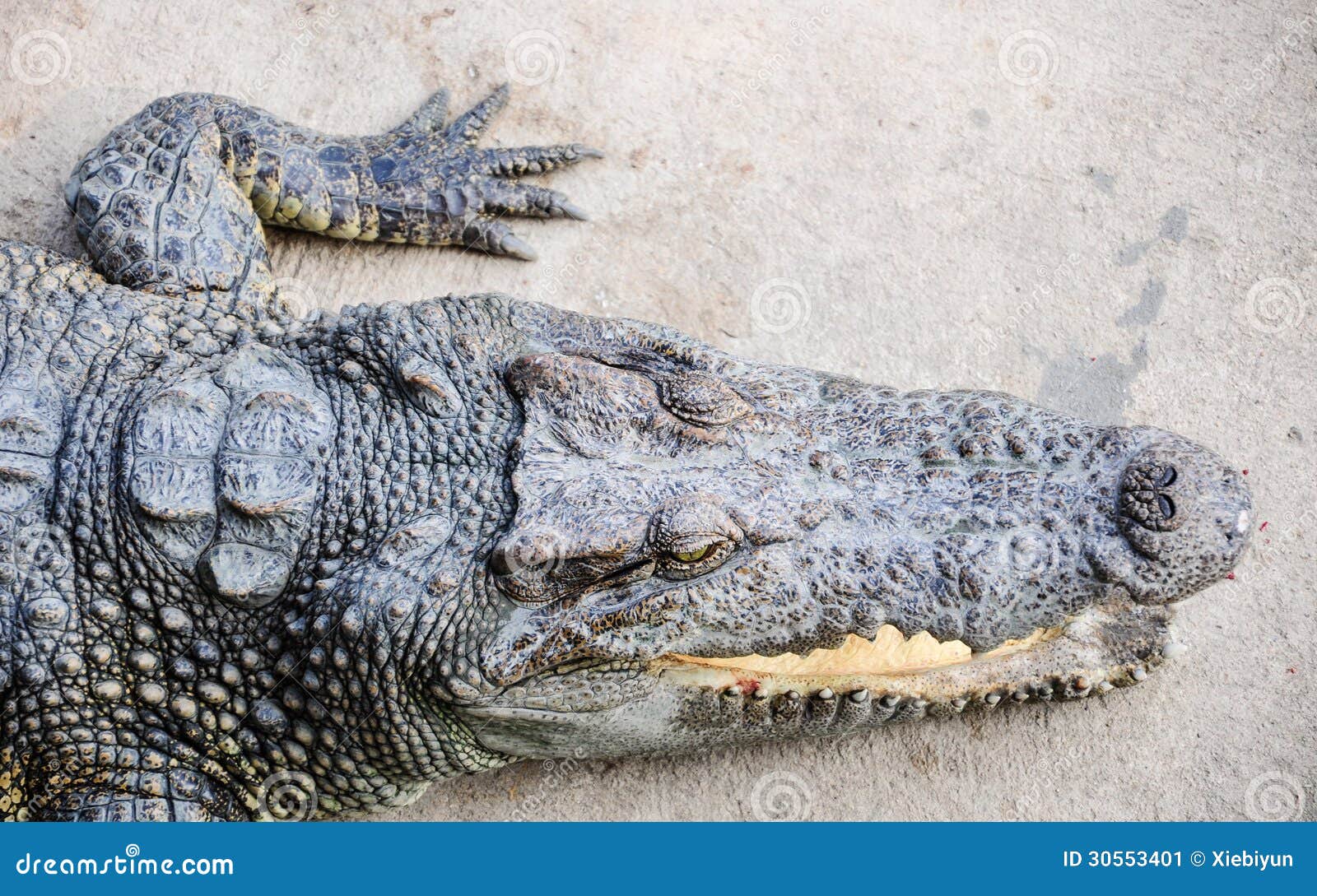 Wild Reptile Crocodile Head Stock Image - Image of nature, natural ...