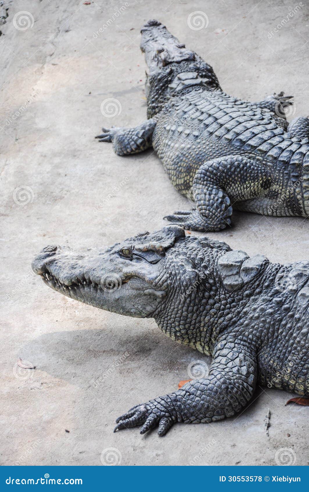 Wild reptile crocodile stock photo. Image of closeup - 30553578