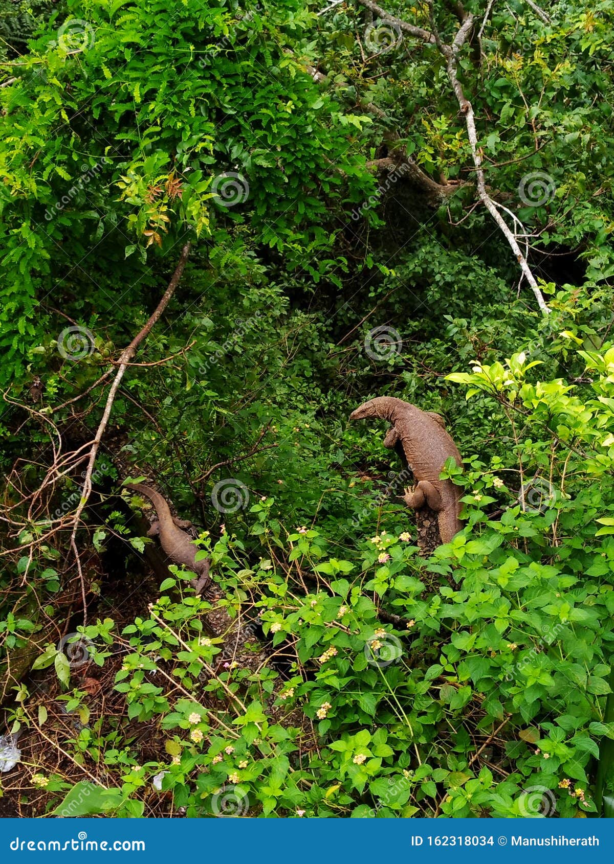 Wild reptiles in sri lanka stock photo. Image of srilanka - 162318034