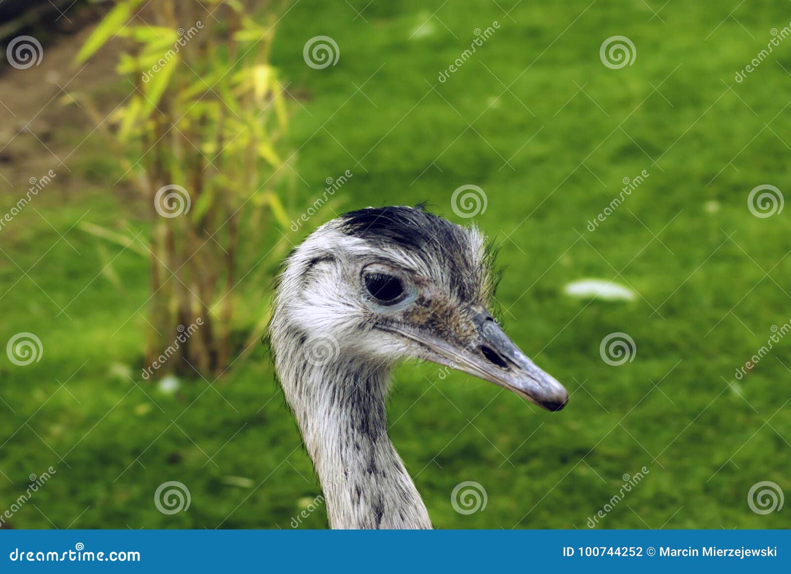 Wild Rhea stock photo. Image of rheidae, camelus, argentina - 100744252