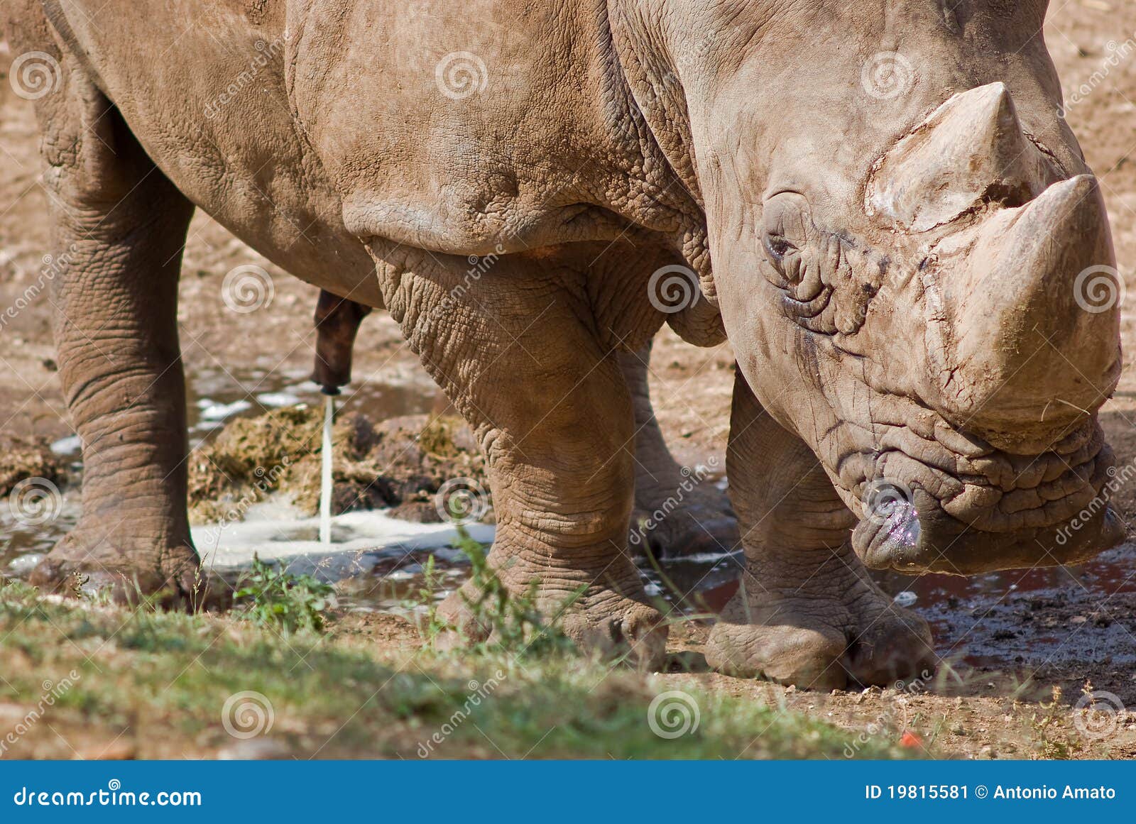 Wild Rhino And African Landscape In Kruger Park In UAR Royalty-Free ...