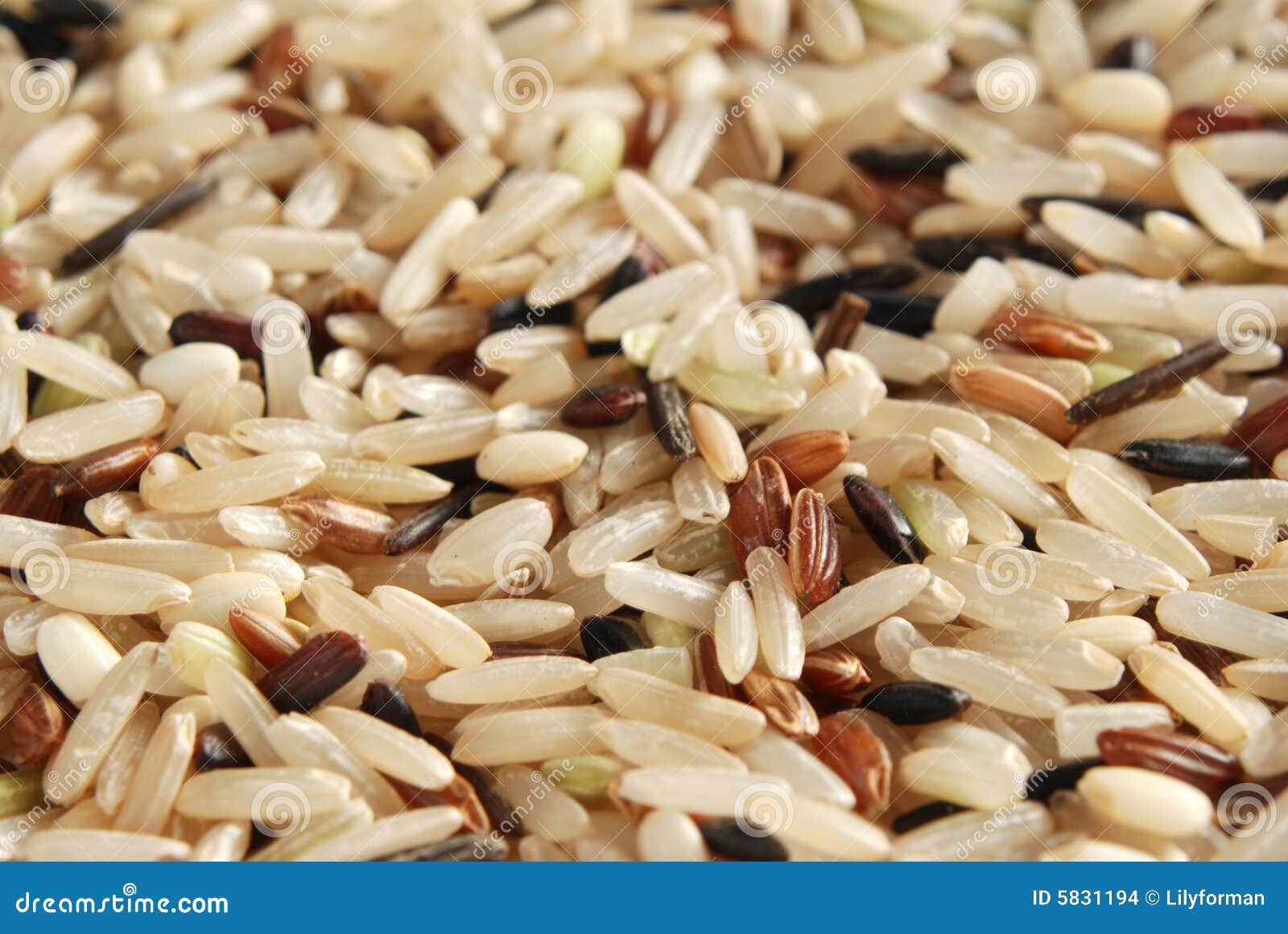 Wild Rice stock photo. Image of healthy, wild, long, rice - 5831194
