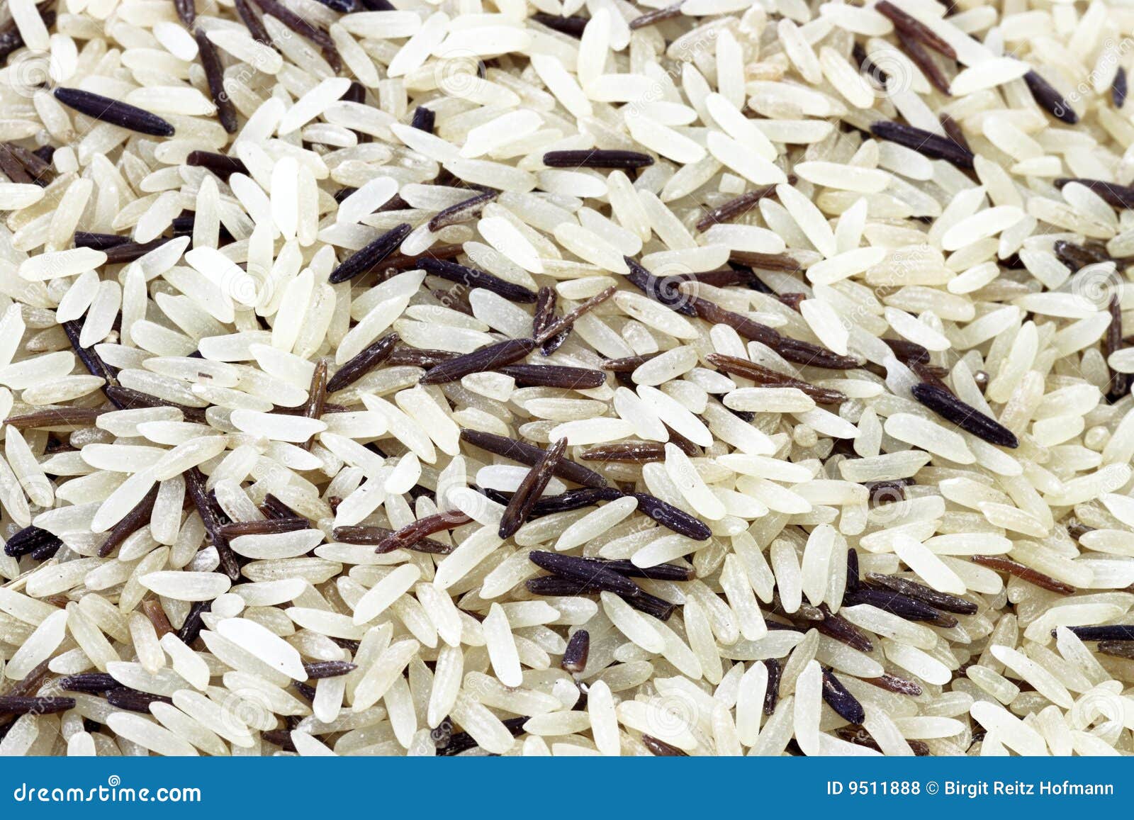 Wild rice stock photo. Image of nature, asian, east, kernals - 9511888