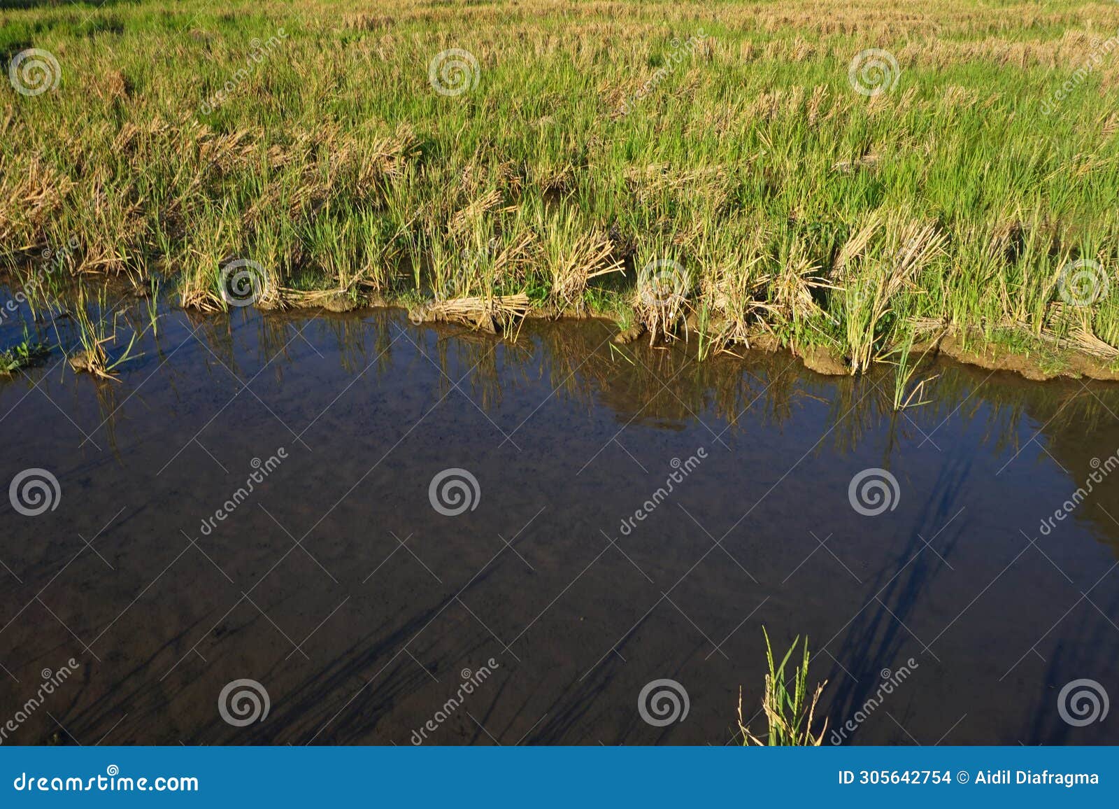 Wild Rice Seeds and Wetland Water Stock Photo - Image of grass, growth ...