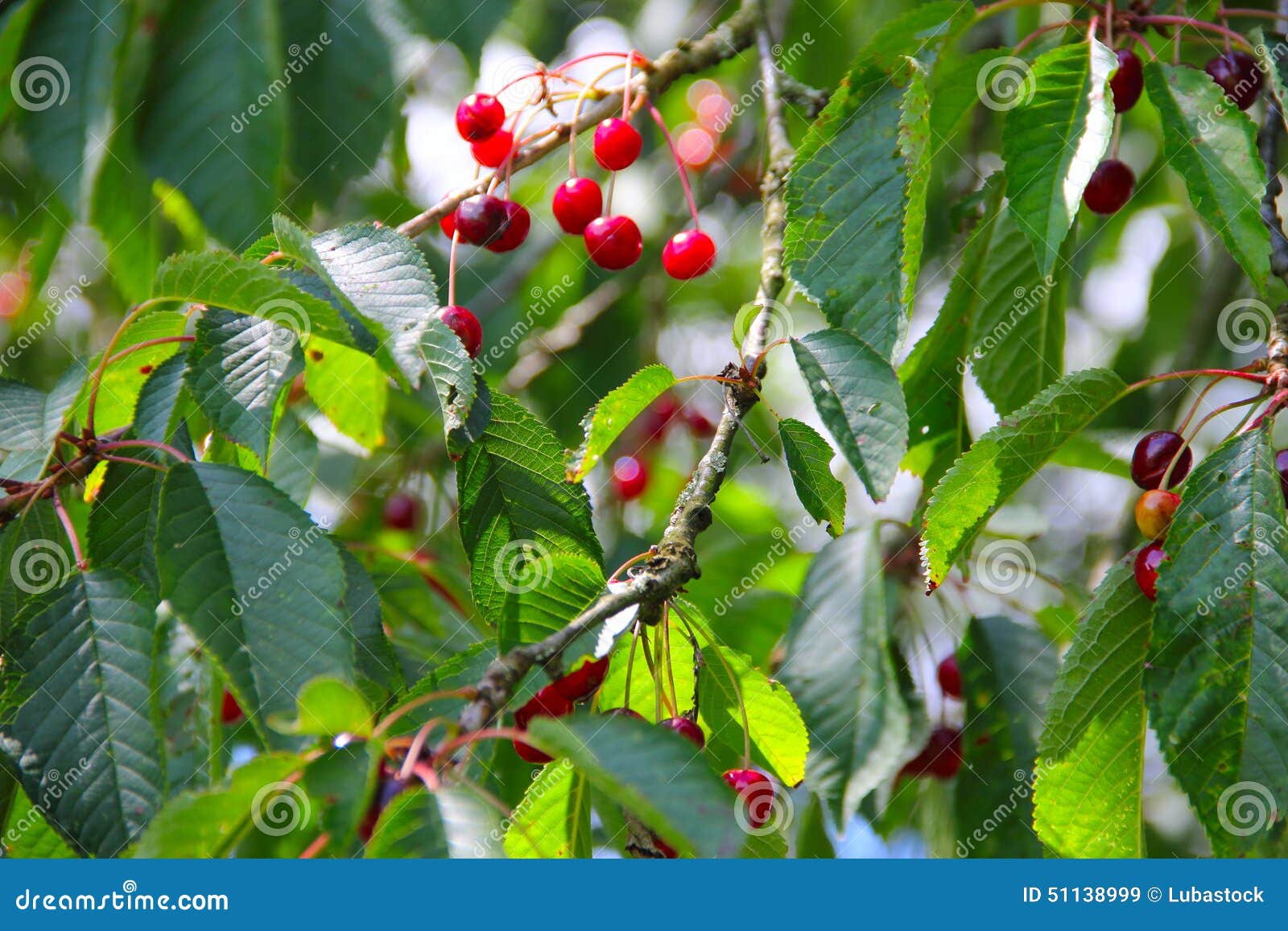 Wild ripe cherry on tree stock image. Image of sweet - 51138999
