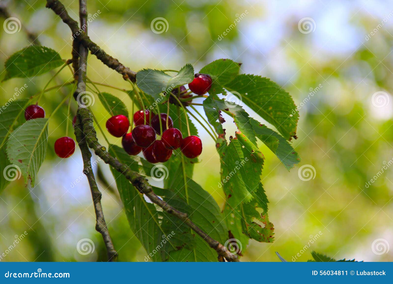 Wild ripe cherry on tree stock image. Image of tree, fruit - 56034811