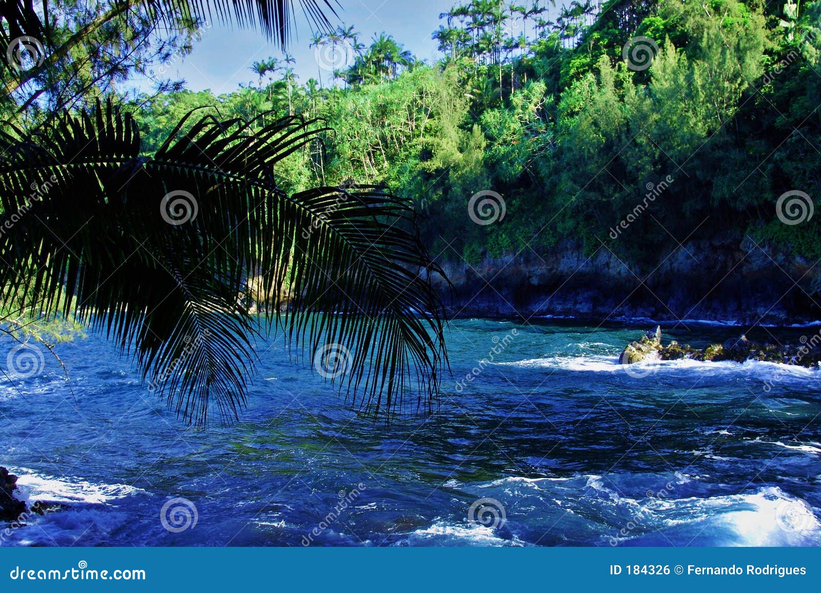 A wild river stock photo. Image of river, tropical, paradise - 184326