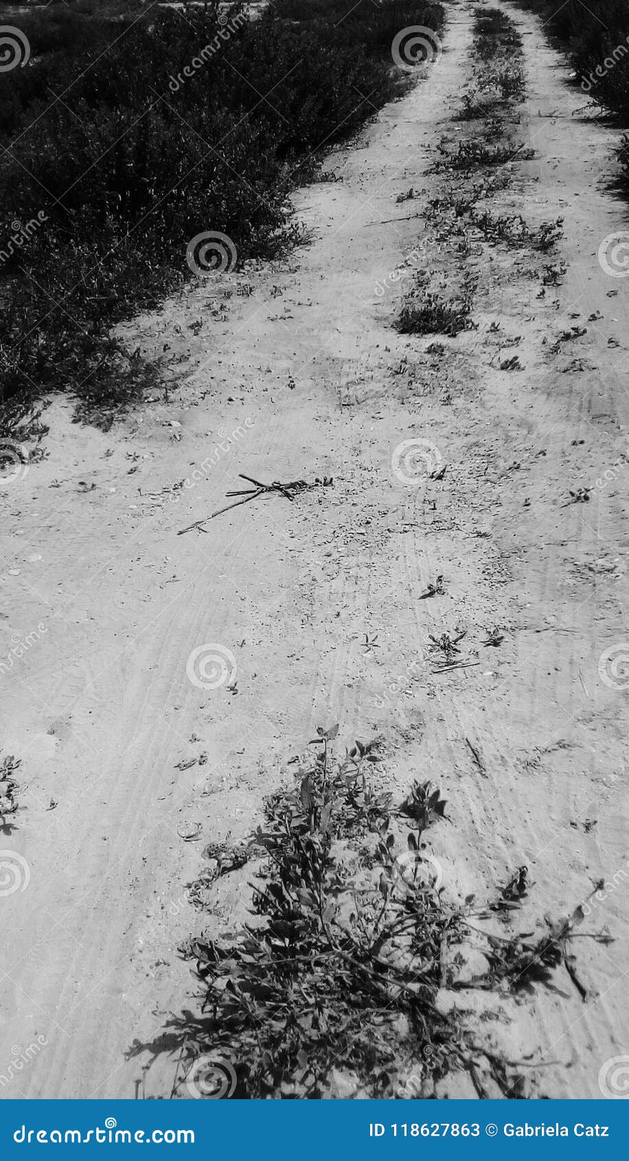 Wild road stock image. Image of landscape, monochrome - 118627863