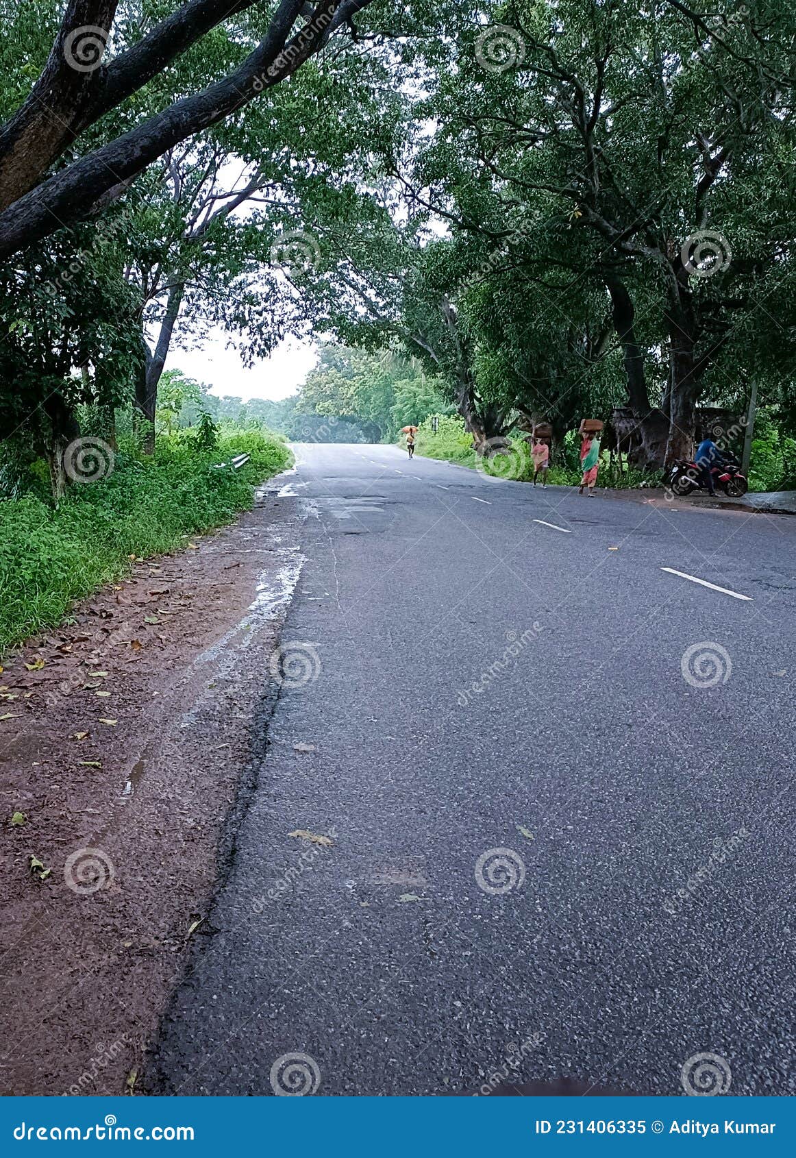 Wild road in forest stock image. Image of sidewalk, infrastructure ...