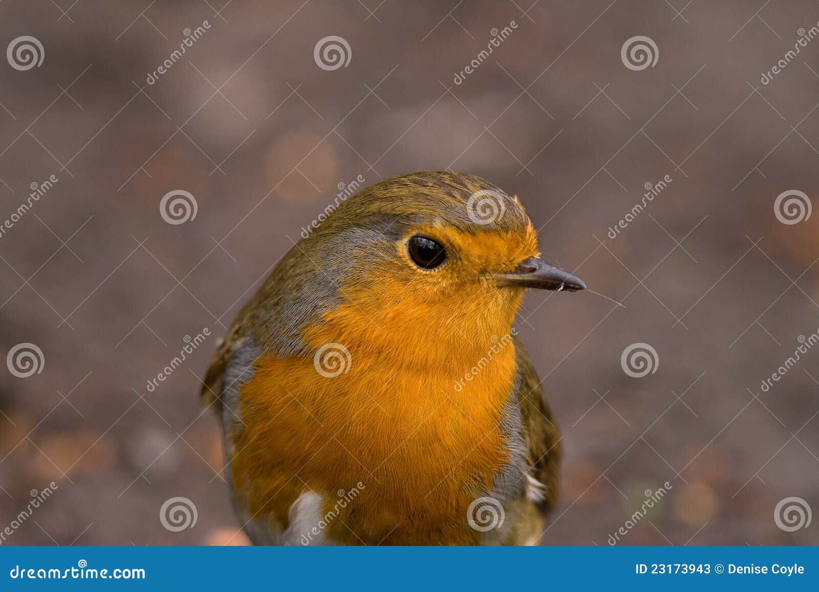 Wild Robin bird stock image. Image of bird, spring, isolated - 23173943