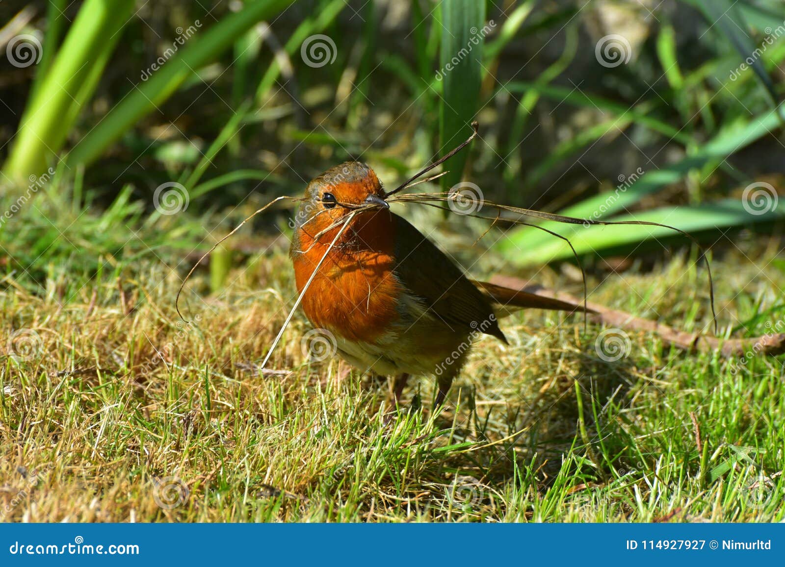 Wild Robin with Nesting Material in Its Beak Stock Image - Image of ...