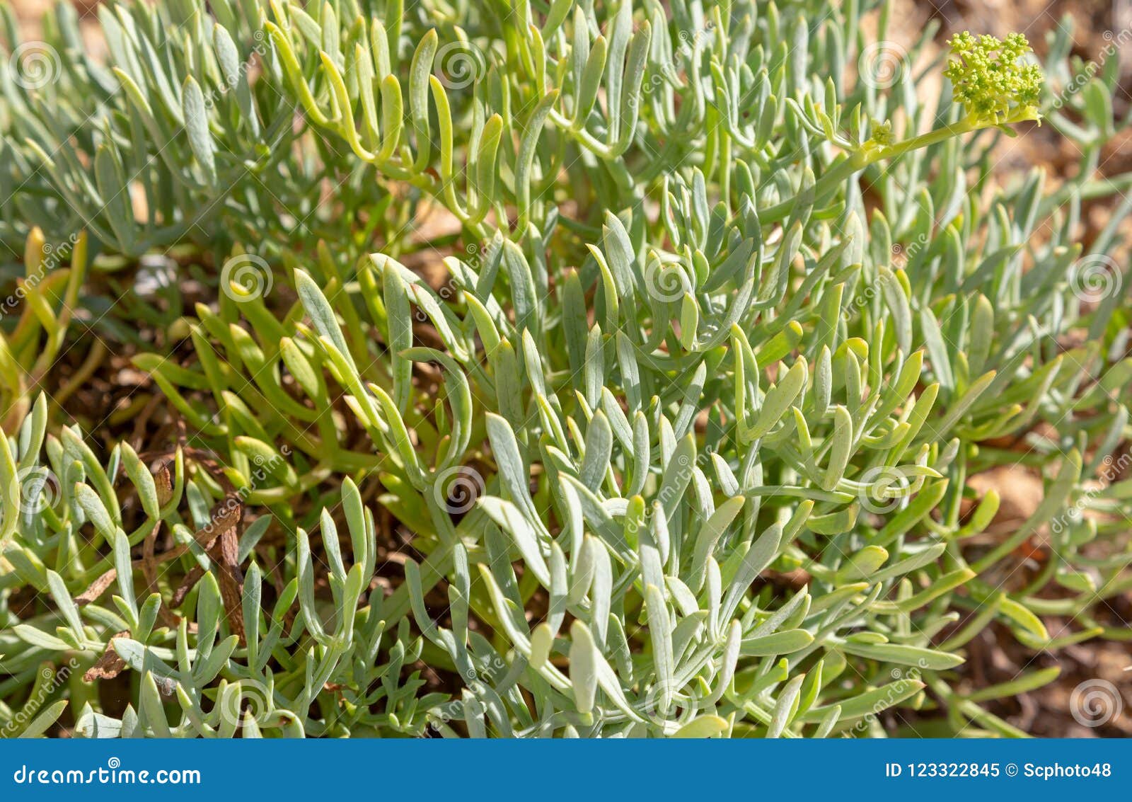 Wild rock samphire stock image. Image of leaf, growth - 123322845