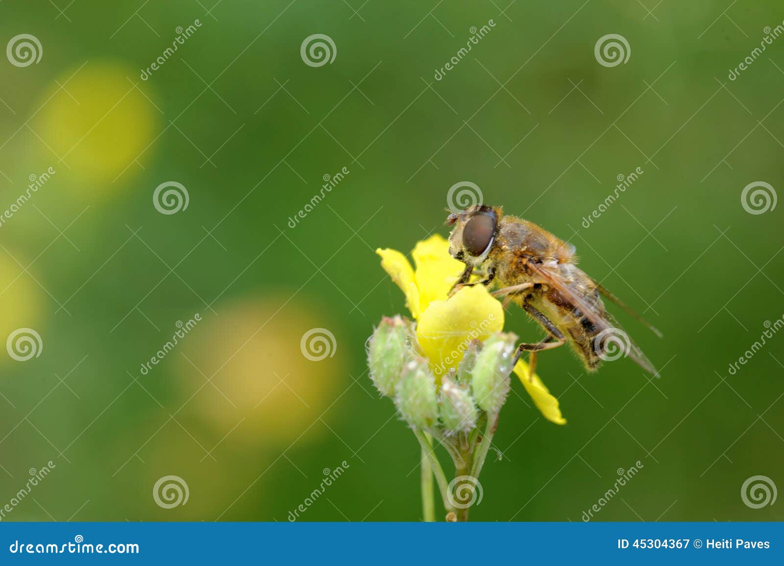 Wild Rocket (Rucola Selvatica) Stock Image - Image of flower, garden ...